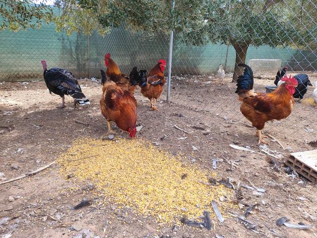 Milanuncios - Gallinas del Penedés y pollos camperos