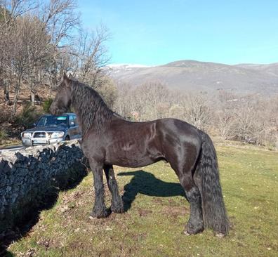 MILANUNCIOS | Frison Caballosen venta . Comprar y vender caballos a ...