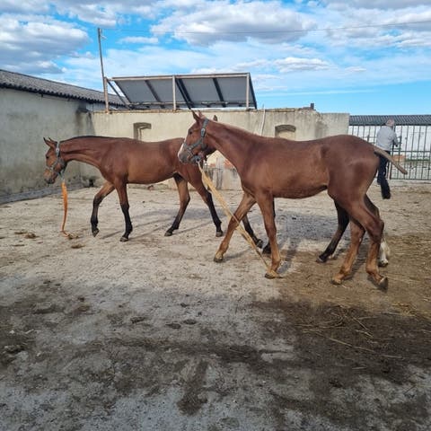 Milanuncios - Potros pre