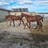Milanuncios - Potros pre