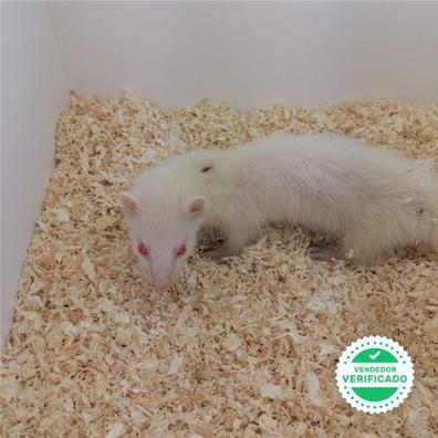 MILANUNCIOS | Huronesen adopción y compra venta al mejor precio. Realar ...