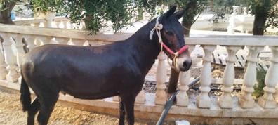 Mulas. Compra venta de mulas al mejor precio y adopción | Milanuncios