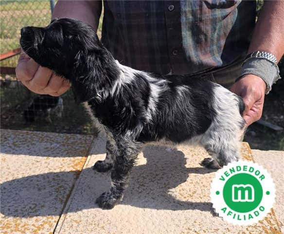Milanuncios - Epagneul Bretón