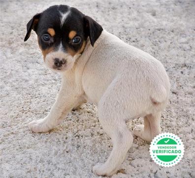 MILANUNCIOS | Bodeguero Ratonero Andaluz en adopción. Compra venta y ...