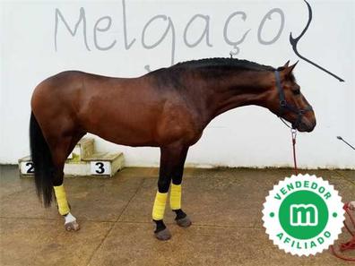 Potros domados en venta | Milanuncios