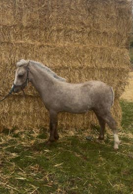 Milanuncios - SE VENDE WELSH