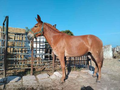 Mulas. Compra venta de mulas al mejor precio y adopción | Milanuncios