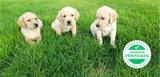 MILANUNCIOS | Labradores en adopción. Compra venta y regalo de ...