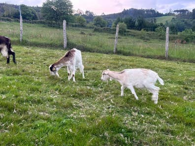 Cabras en venta | Milanuncios
