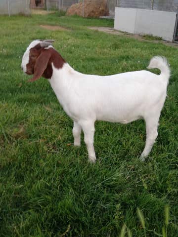 Milanuncios - Cabras boer