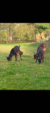 Cabras en venta | Milanuncios