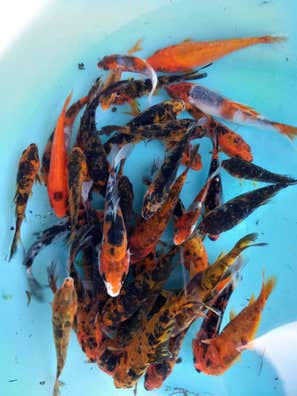 Koi Compra venta de peces, acuarios, peceras y accesorios | Milanuncios