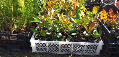 Milanuncios - ·photinias red robin carre rouge