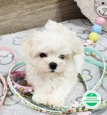 MILANUNCIOS | Mini toy Bichón Maltes en adopción. Compra venta y regalo ...