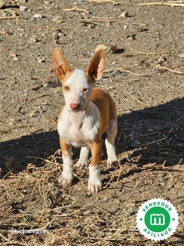 Milanuncios - Podencos manetos