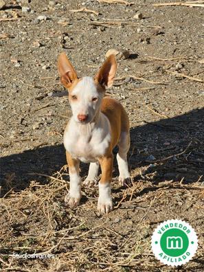 Podenco maneto montas | Milanuncios