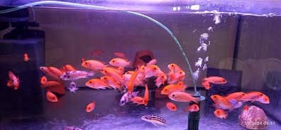 Milanuncios - Labidochromis hongi "Sunflower"