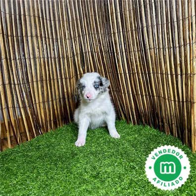 Border collie en venta en Valencia Provincia | Milanuncios