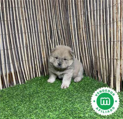 Chow chow en venta | Milanuncios