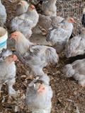 MILANUNCIOS | Gallinas. Compra venta de gallinas al mejor precio y adopción