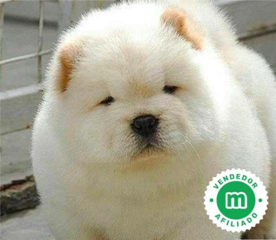 Milanuncios - Cachorros Chow Chow