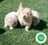 Milanuncios - chow chow