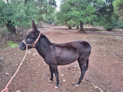 Burros enanos en venta | Milanuncios