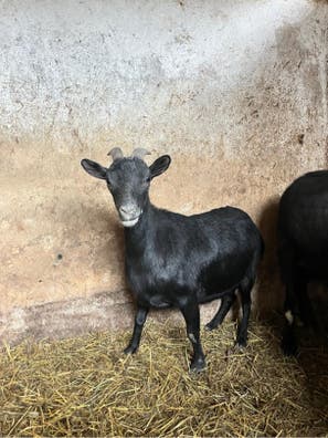 Cabras en venta | Milanuncios
