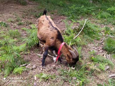MILANUNCIOS | Enanas Cabras. Compra venta de cabras al mejor precio y ...