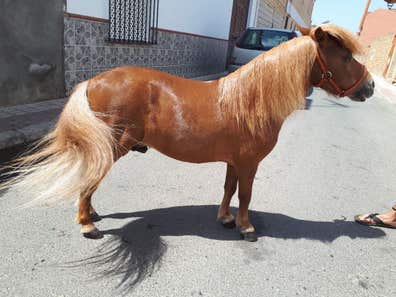 MILANUNCIOS | Ponys. Compra venta de ponys al mejor precio y adopción ...