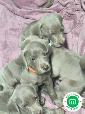 Milanuncios - Último cachorro de Braco de Weimar