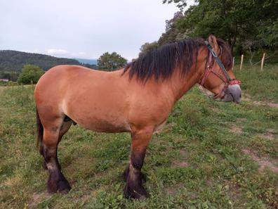 Caballos cubriendo yeguas Caballosen venta . Comprar y vender caballos ...