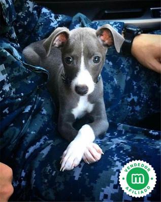 Milanuncios - MINI GALGOS PRECIOSOS