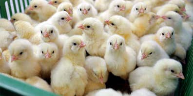 Gallinas en venta | Milanuncios