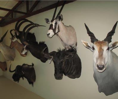 Animales disecados de segunda mano | Milanuncios