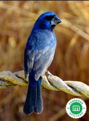 Milanuncios - AZULAO DO BRASIL.