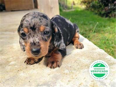 MILANUNCIOS | Salchicha Perros en adopción, compra venta de accesorios ...
