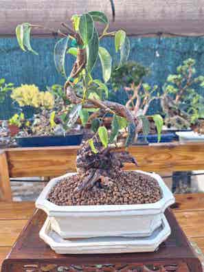 Milanuncios - Bonsái tanuki ficus