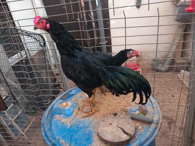Gallos asil en venta | Milanuncios
