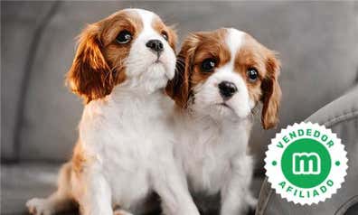 Cavalier en venta | Milanuncios