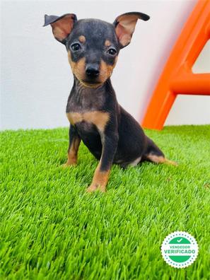 MILANUNCIOS | Pincher Perros en adopción, compra venta de accesorios y ...