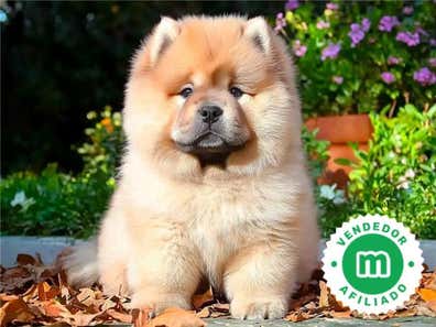Chow chow en venta | Milanuncios