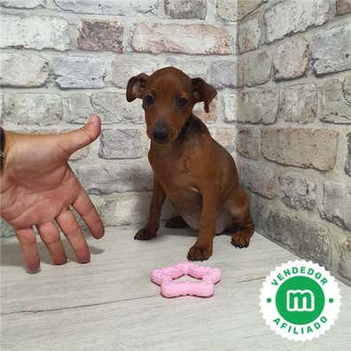 Pincher marron Perros en adopción, compra venta de accesorios y ...