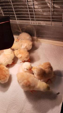 Milanuncios - Pollos de gallina marraduna