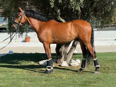 MILANUNCIOS | Pre Caballosen venta . Comprar y vender caballos a buen ...