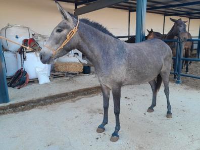 Mulas en venta | Milanuncios
