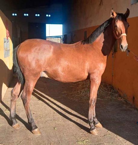 Milanuncios - potro PRE