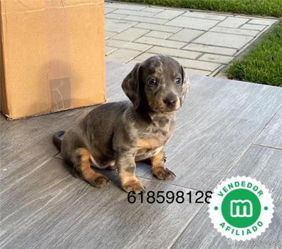 Milanuncios - Tekel exóticos