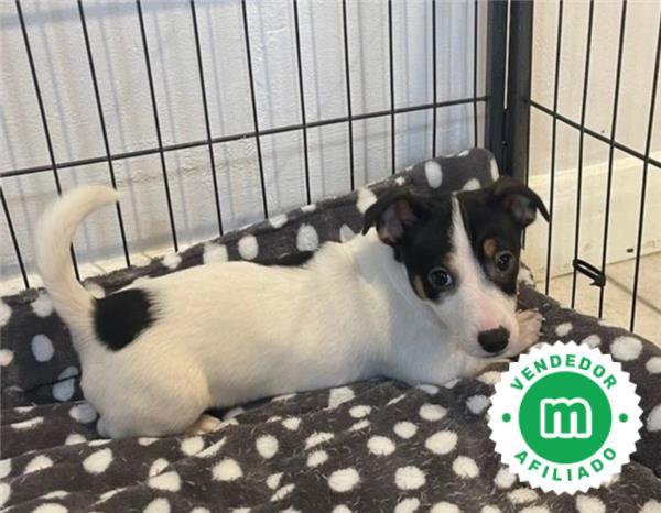 Milanuncios - Cachorros Jack Russell Terrier criados e