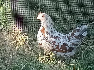 Milanuncios - Gallinas americanas